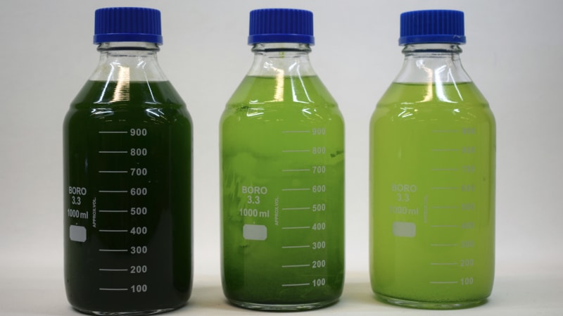 The Alginator - Jessica Evans - UAL Showcase